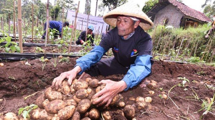 Menilik Ekspor Kentang dari Indonesia Serta Potensi Bisnis