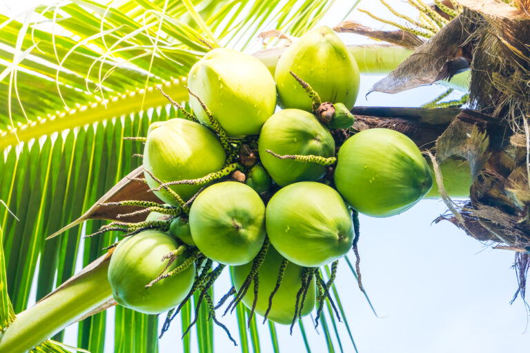 7 Cara Ekspor Kelapa ke Luar Negeri, Ketahui Rahasianya!