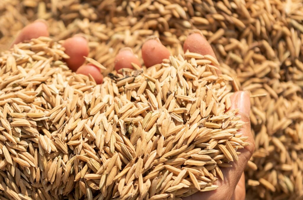 Ekspor Sekam Padi, Paling Mudah Pakai Kontainer!