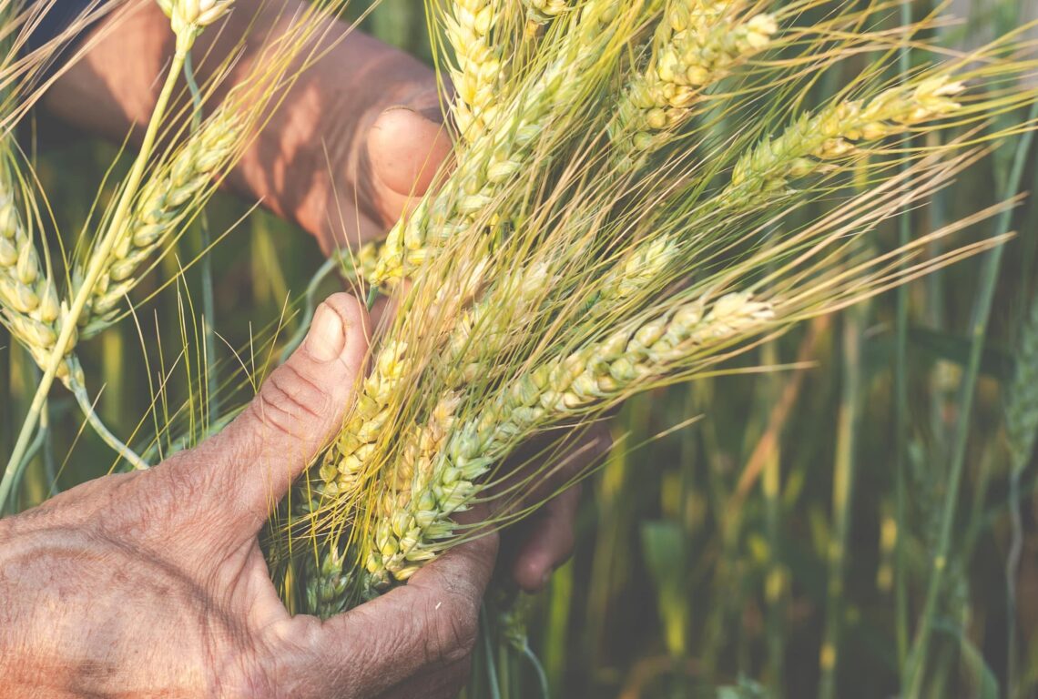 Ekspor Sekam Padi, Paling Mudah Pakai Kontainer!