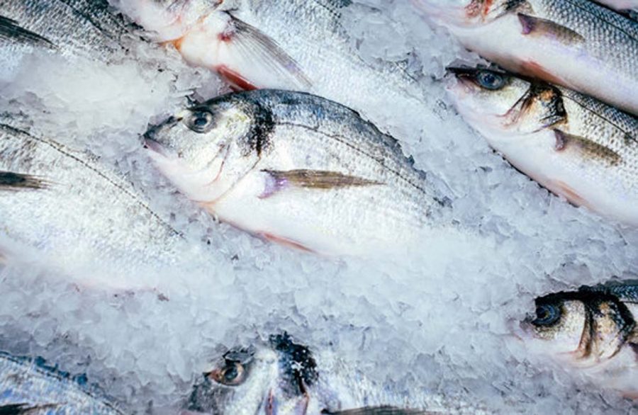 Cold Storage Container Storing Lean Fish for Sale Best Price